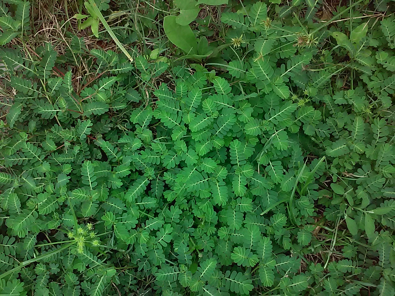Chanca piedra bio pour éliminer et dissoudre les pierres aux reins et ...